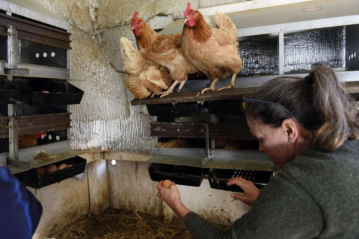 Riverdog Farm and the economics of exquisitely reared chickens