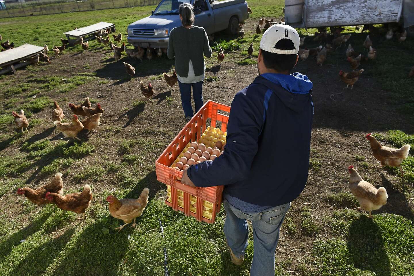 Riverdog Farm and the economics of exquisitely reared chickens