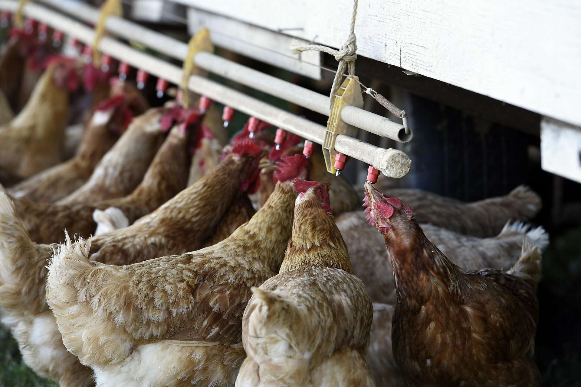 Riverdog Farm and the economics of exquisitely reared chickens