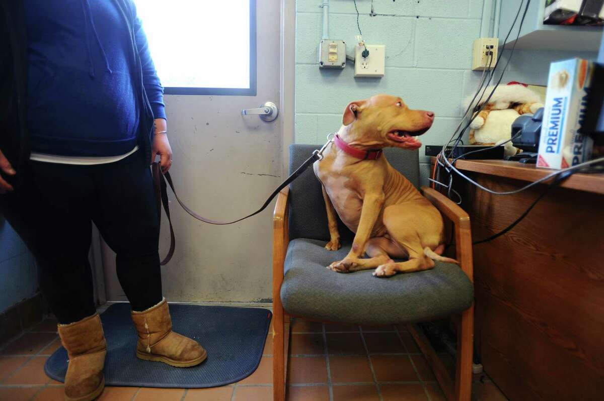 Stamford shelter dog seeks long-awaited home