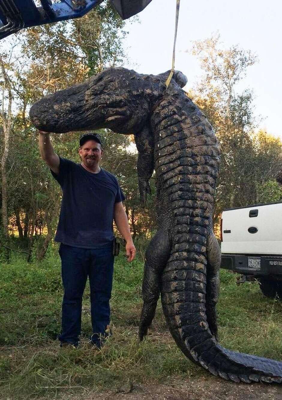 Huge alligator named 'Chubbs' caught on Houston-area golf course ...