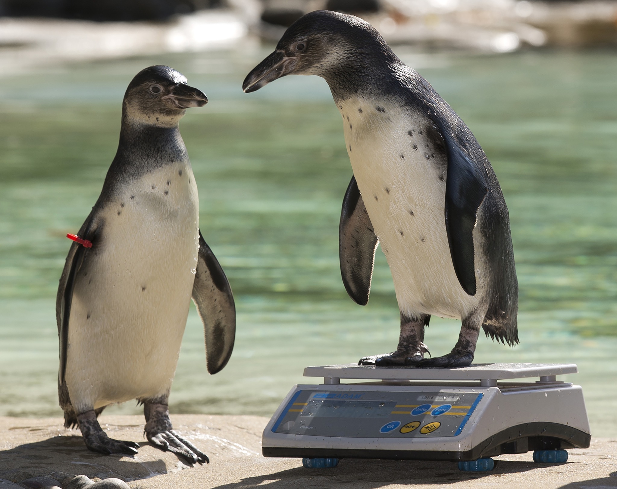 2016 in not-so-terrible news