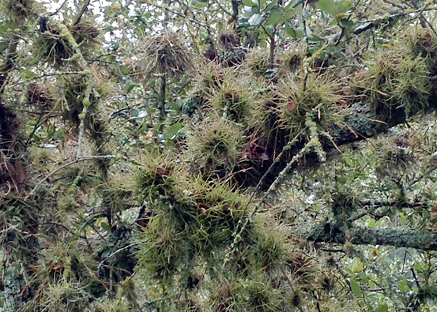 Neil Sperry: Trees for a limited space