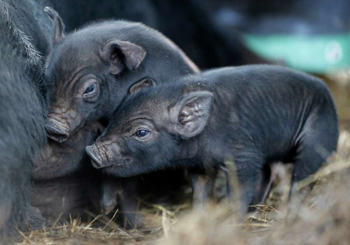 Race to save rare breed of pig hinges on eating them