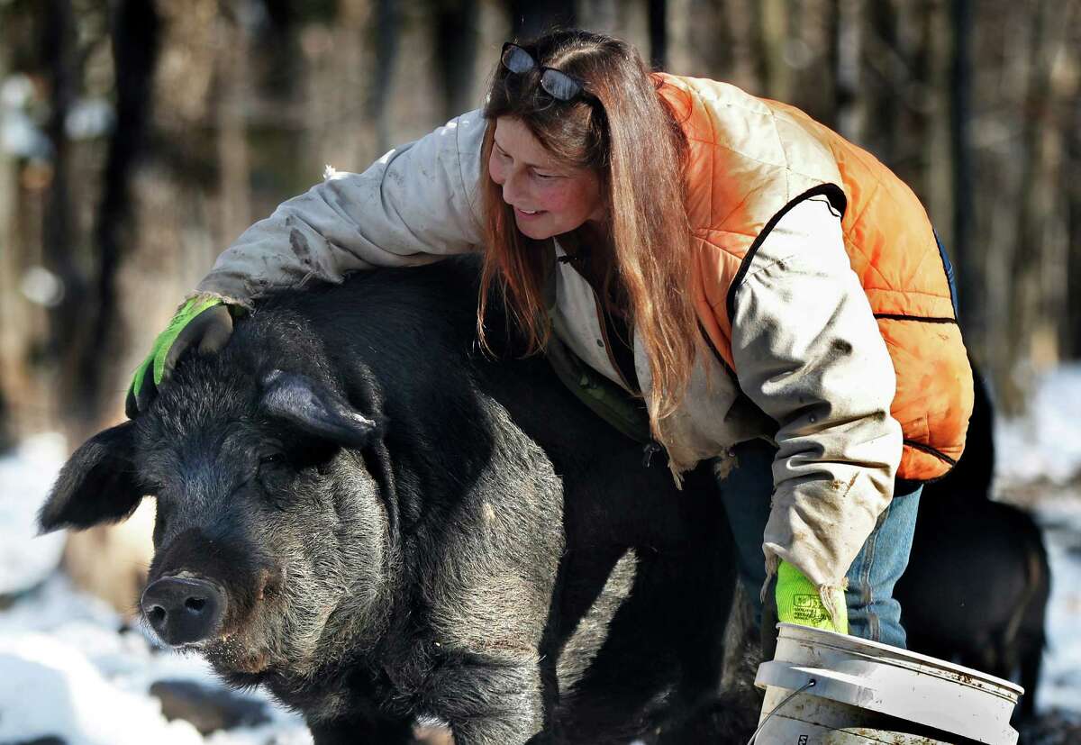 Race to save rare breed of pig hinges on eating them