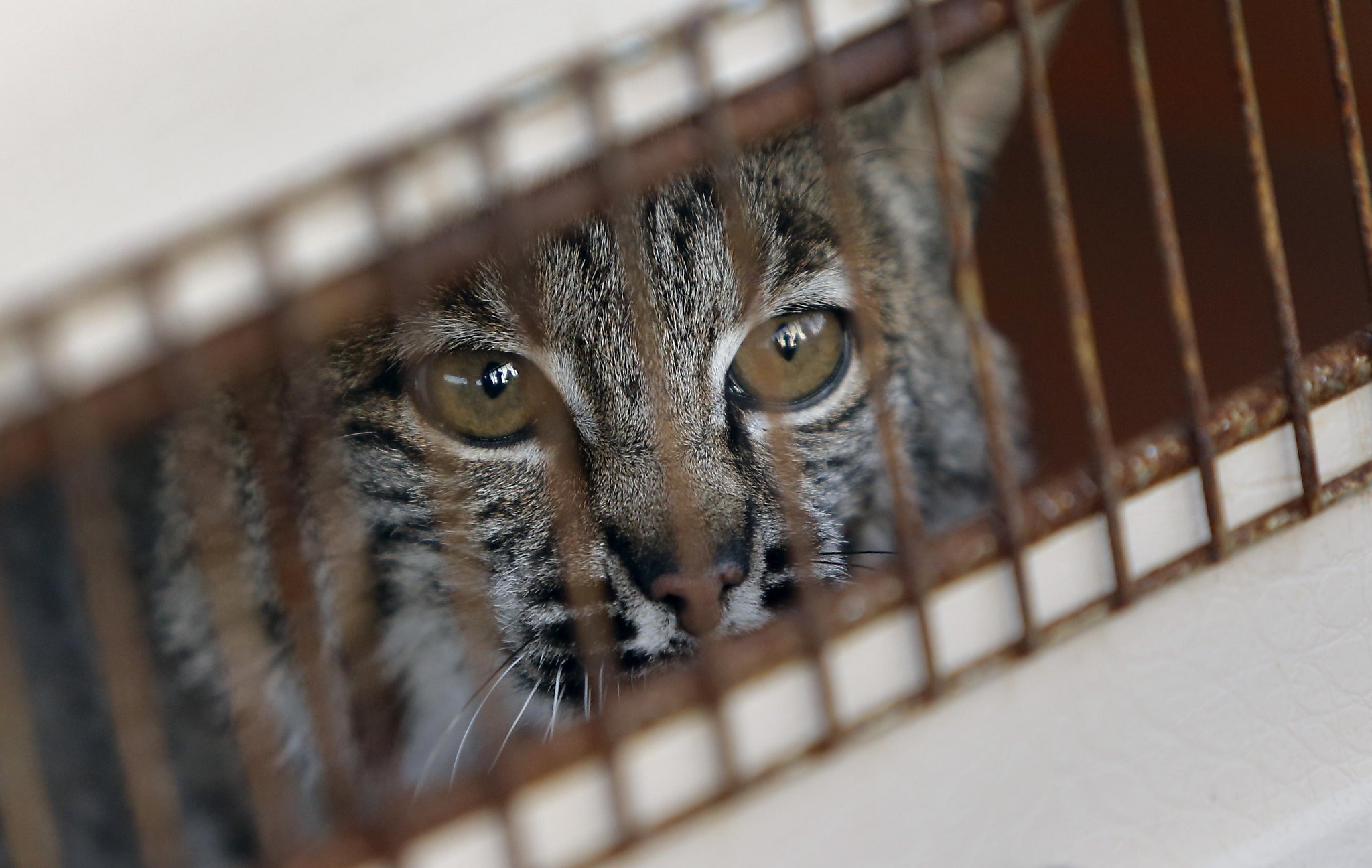 Bobcat’s brush with death is a tail with a happy ending