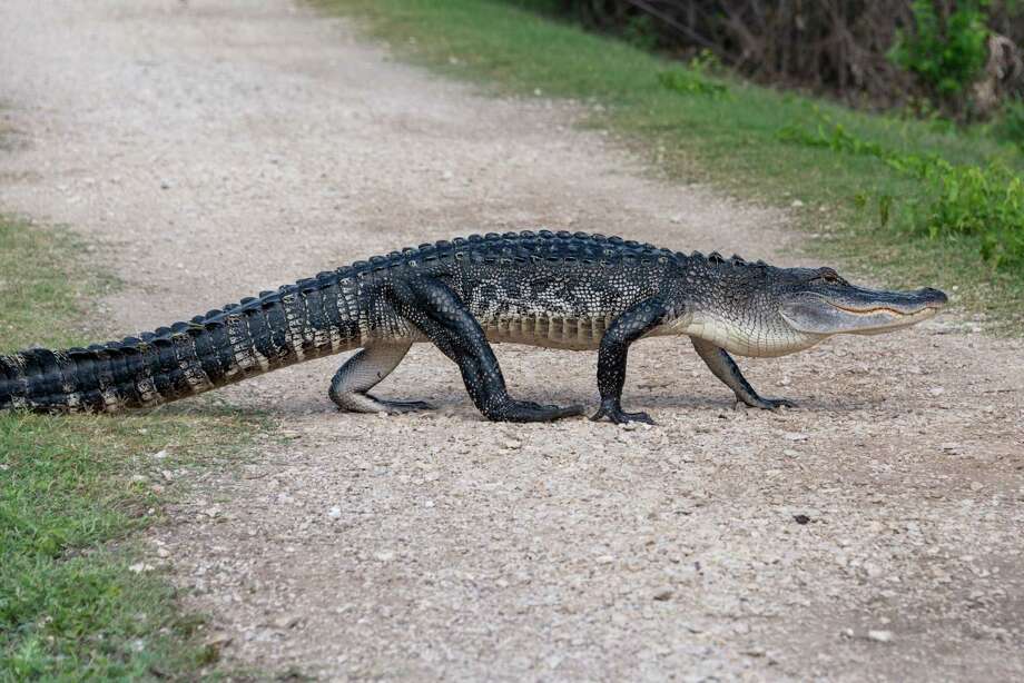 Where the alligators roam - Houston Chronicle
