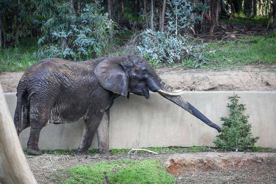 New Oakland Zoo exhibit expands acreage to rival San Diego Zoo, among ...
