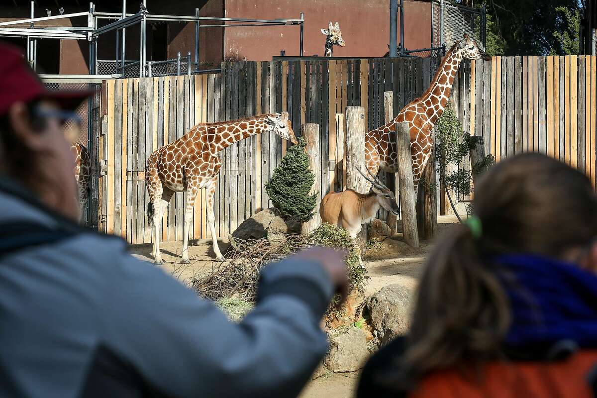New Oakland Zoo exhibit expands acreage to rival San Diego Zoo, among ...