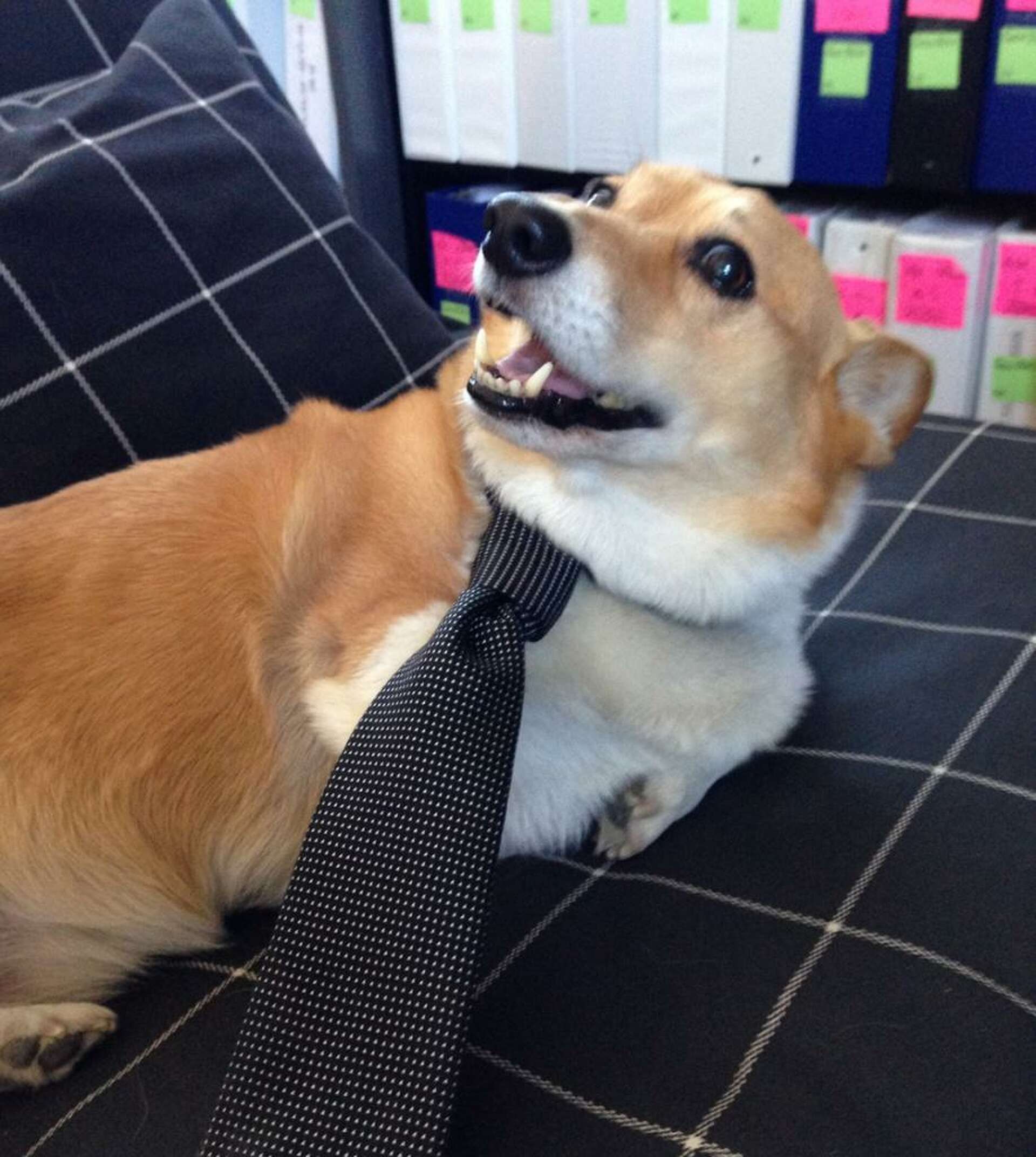 Sutter Brown, California’s first dog, dies at age 13