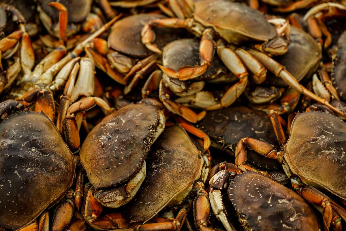 Toxin again an issue as Dungeness crab season nears