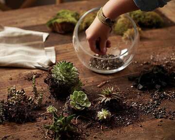 A DIY dry terrarium