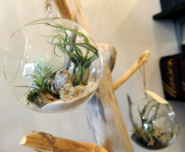 A DIY dry terrarium