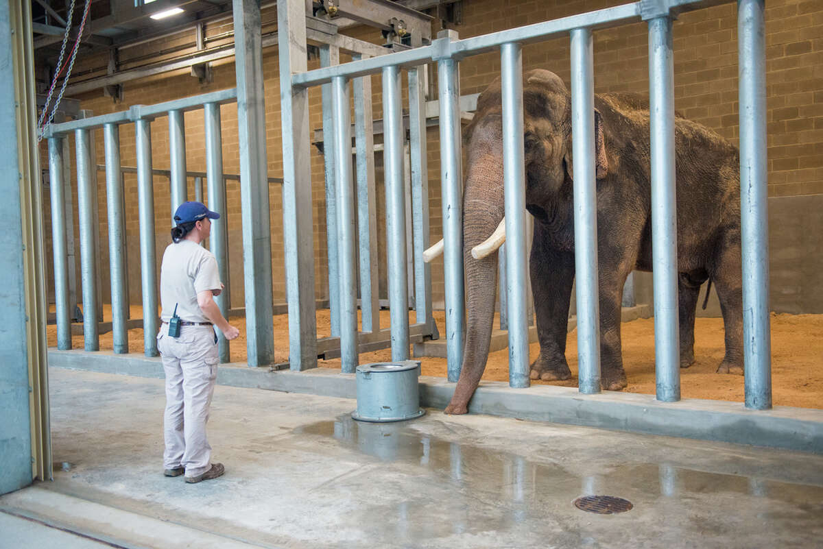 Houston Zoo shows off elephants' habitat expansion
