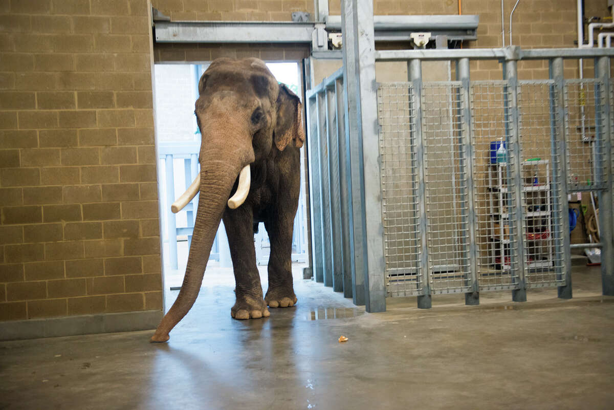 Houston Zoo shows off elephants' habitat expansion