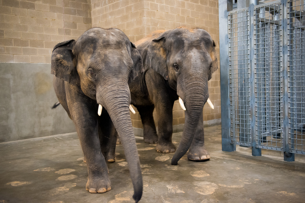 Male elephants at the Houston Zoo move into new custom-built barn