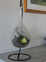 A DIY dry terrarium