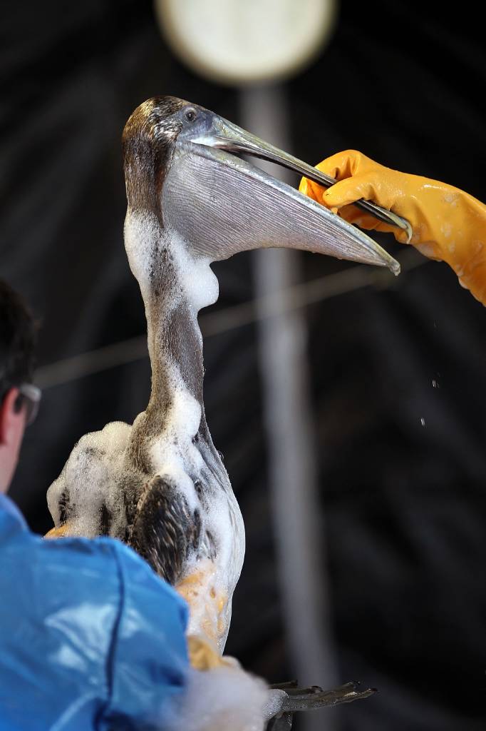 Oil spill's impact on Gulf Coast wildlife