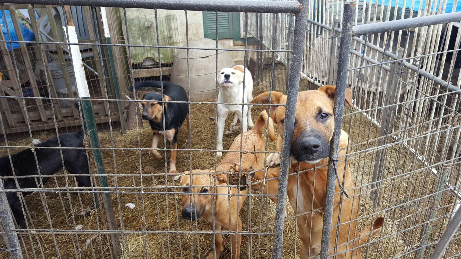 What happens next: Houston SPCA seizes more than 150 animals from Puppy ...
