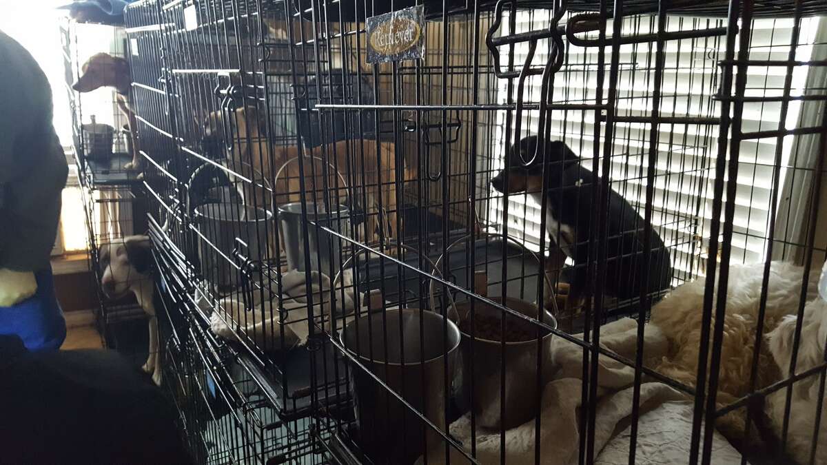 What happens next: Houston SPCA seizes more than 150 animals from Puppy ...