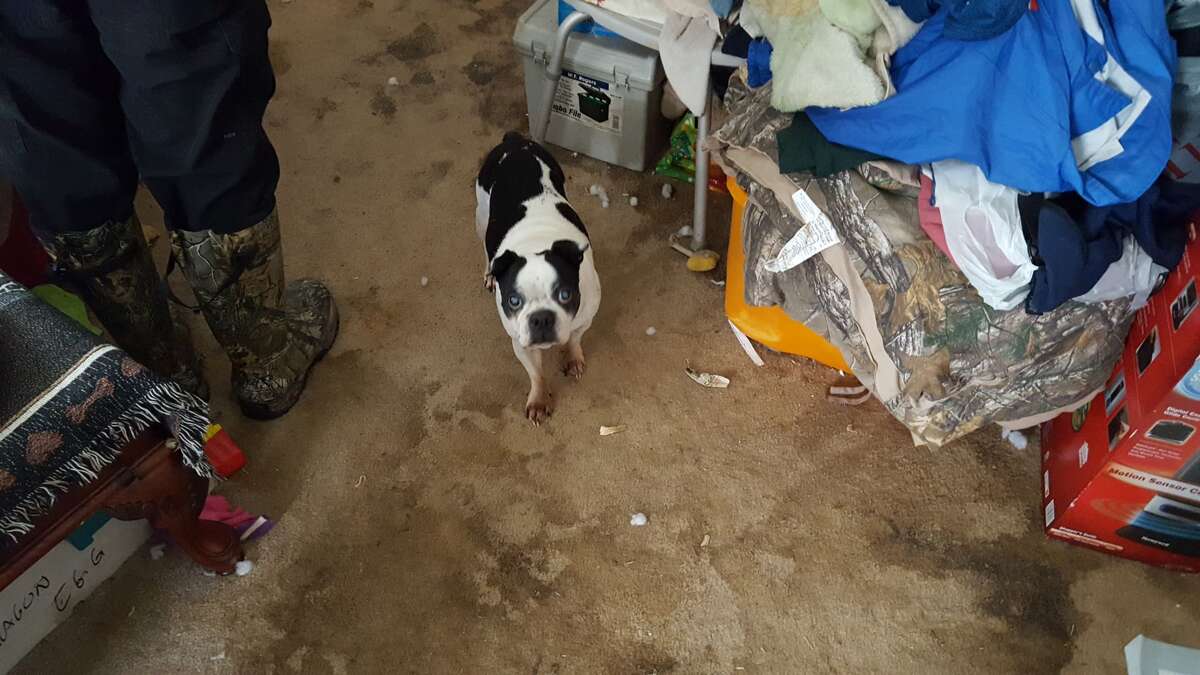 What happens next: Houston SPCA seizes more than 150 animals from Puppy ...