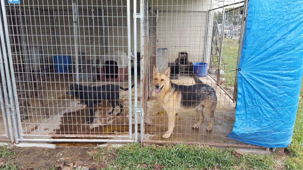 What happens next: Houston SPCA seizes more than 150 animals from Puppy ...