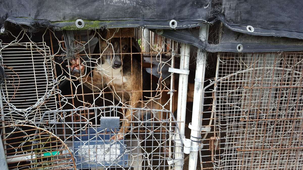 What happens next: Houston SPCA seizes more than 150 animals from Puppy ...