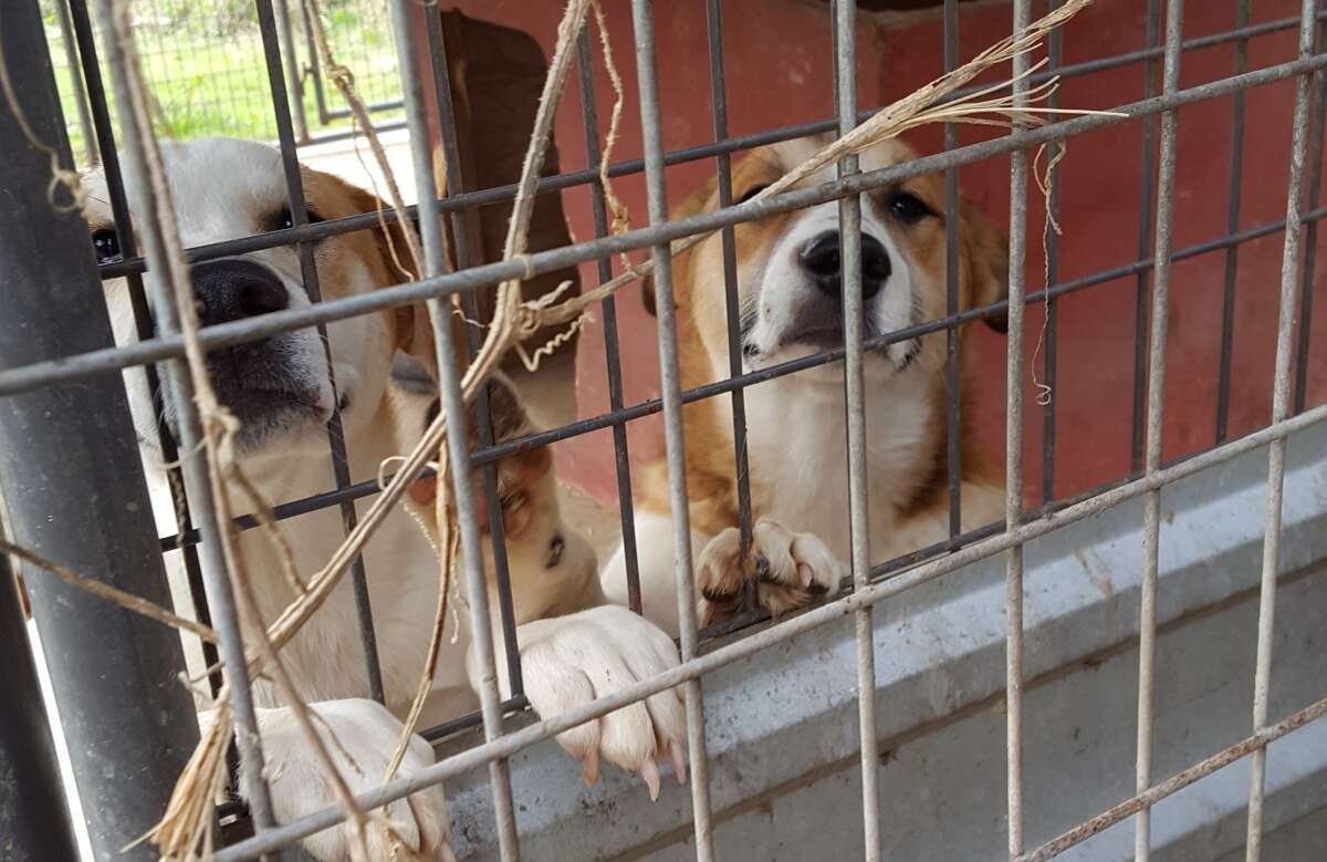 What happens next: Houston SPCA seizes more than 150 animals from Puppy ...