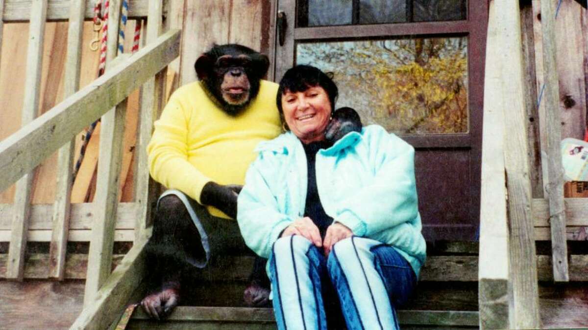 Chimp attack victim says Malloy shares blame