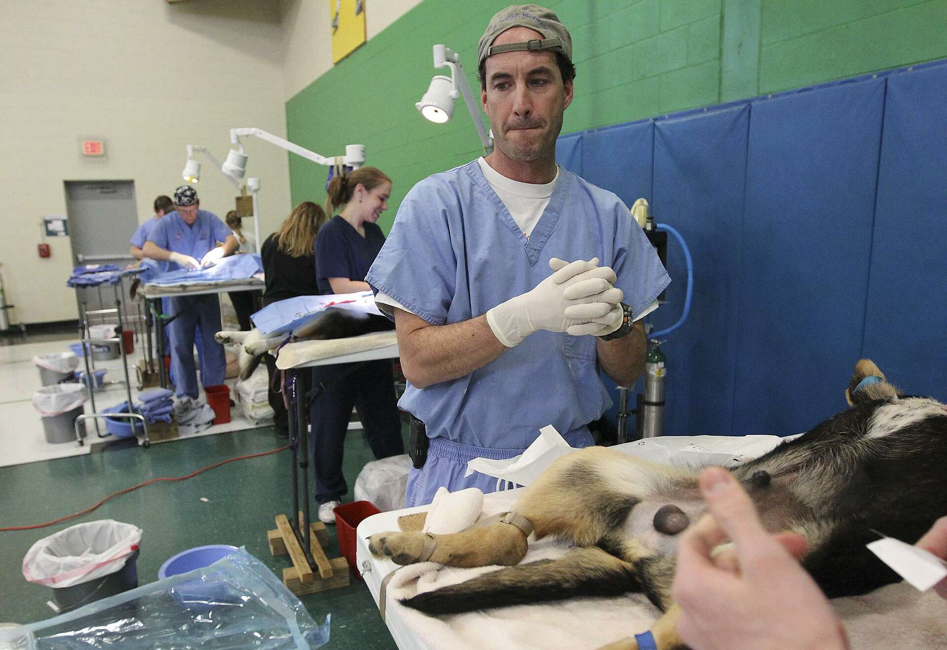 Top 7 questions about spaying and neutering pets