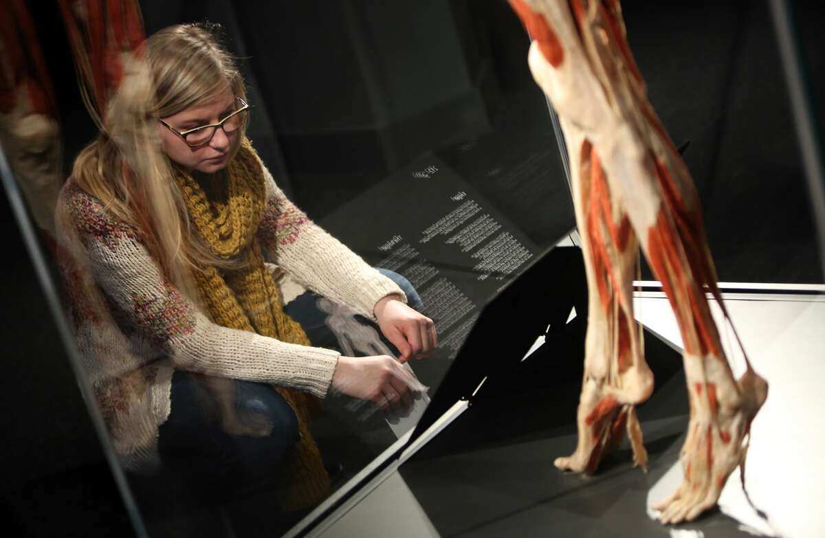 Eye-popping Body Worlds RX exhibit coming to Houston for four-month run