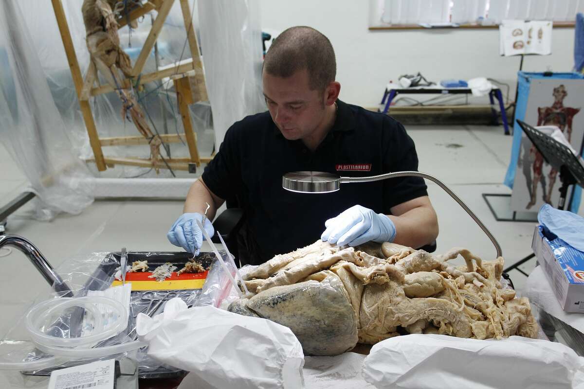 Eye-popping Body Worlds RX exhibit coming to Houston for four-month run