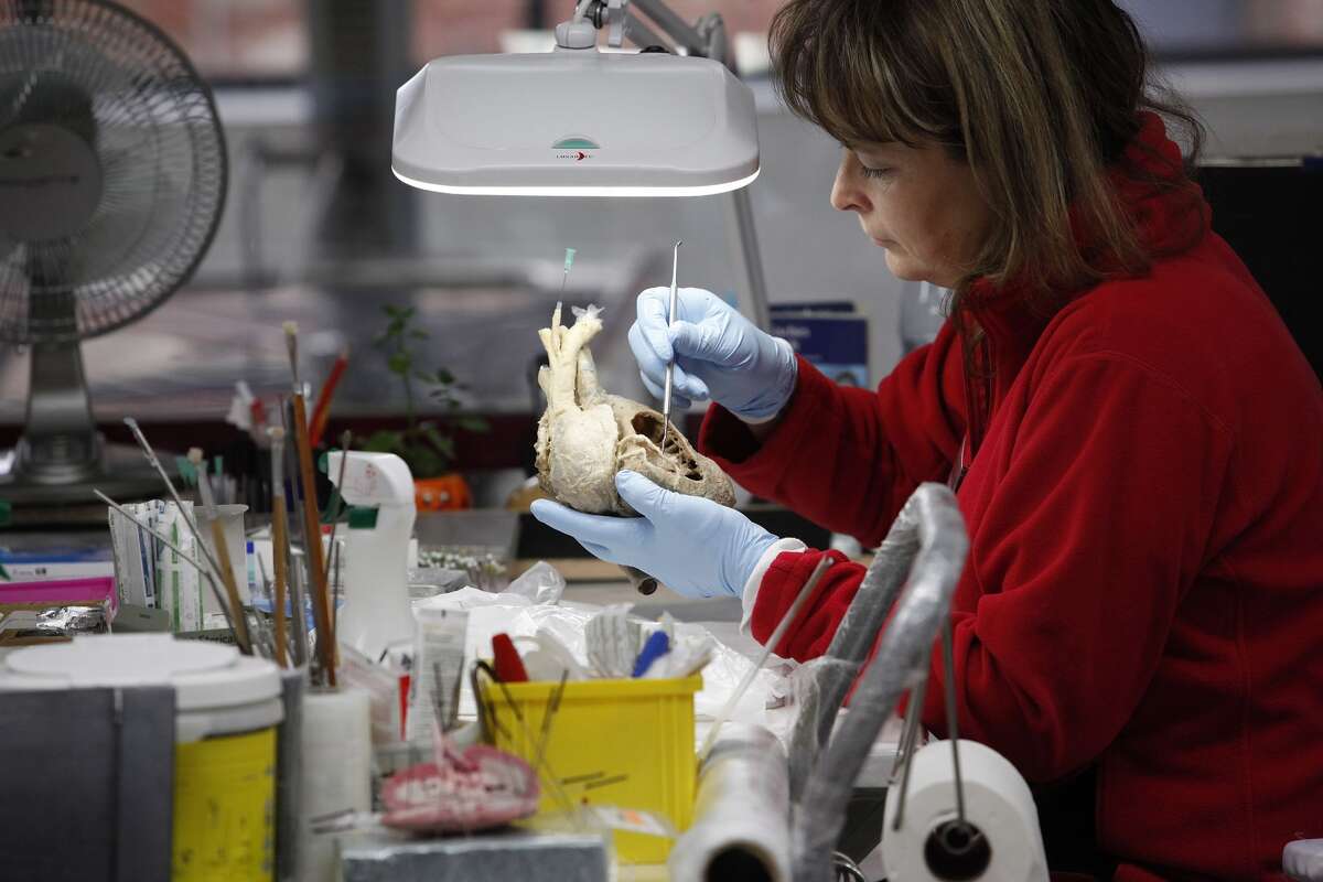 Eye-popping Body Worlds RX exhibit coming to Houston for four-month run