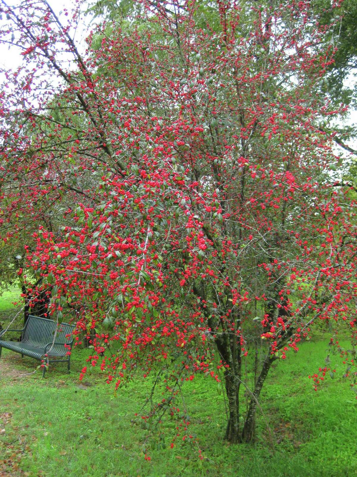 Consider planting a native Texas tree for Houston Arbor Day