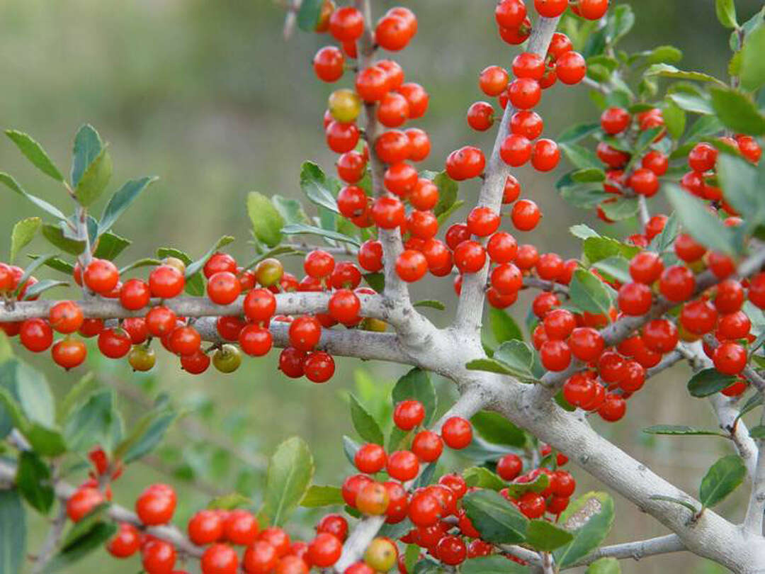 Consider planting a native Texas tree for Houston Arbor Day