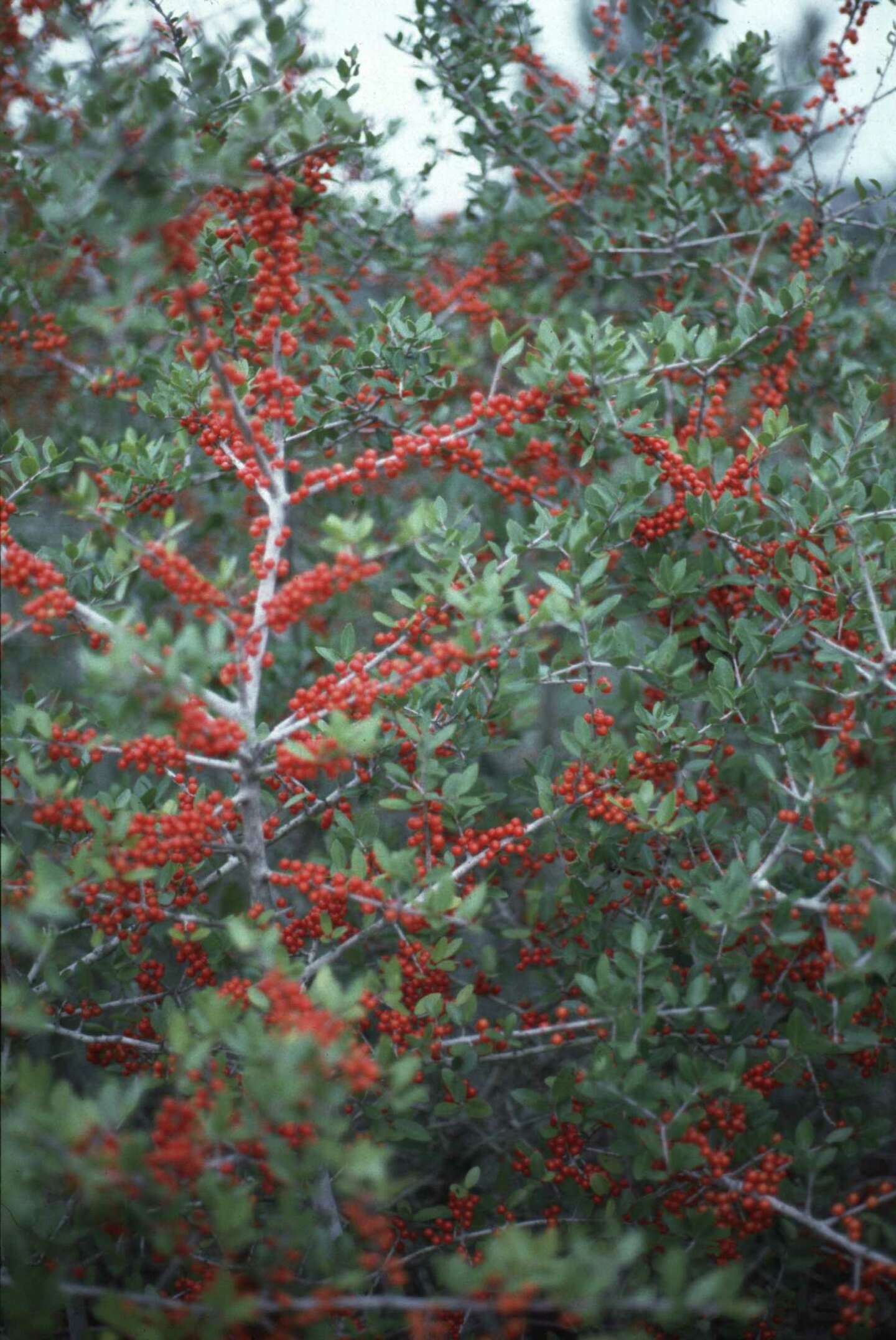 Consider planting a native Texas tree for Houston Arbor Day