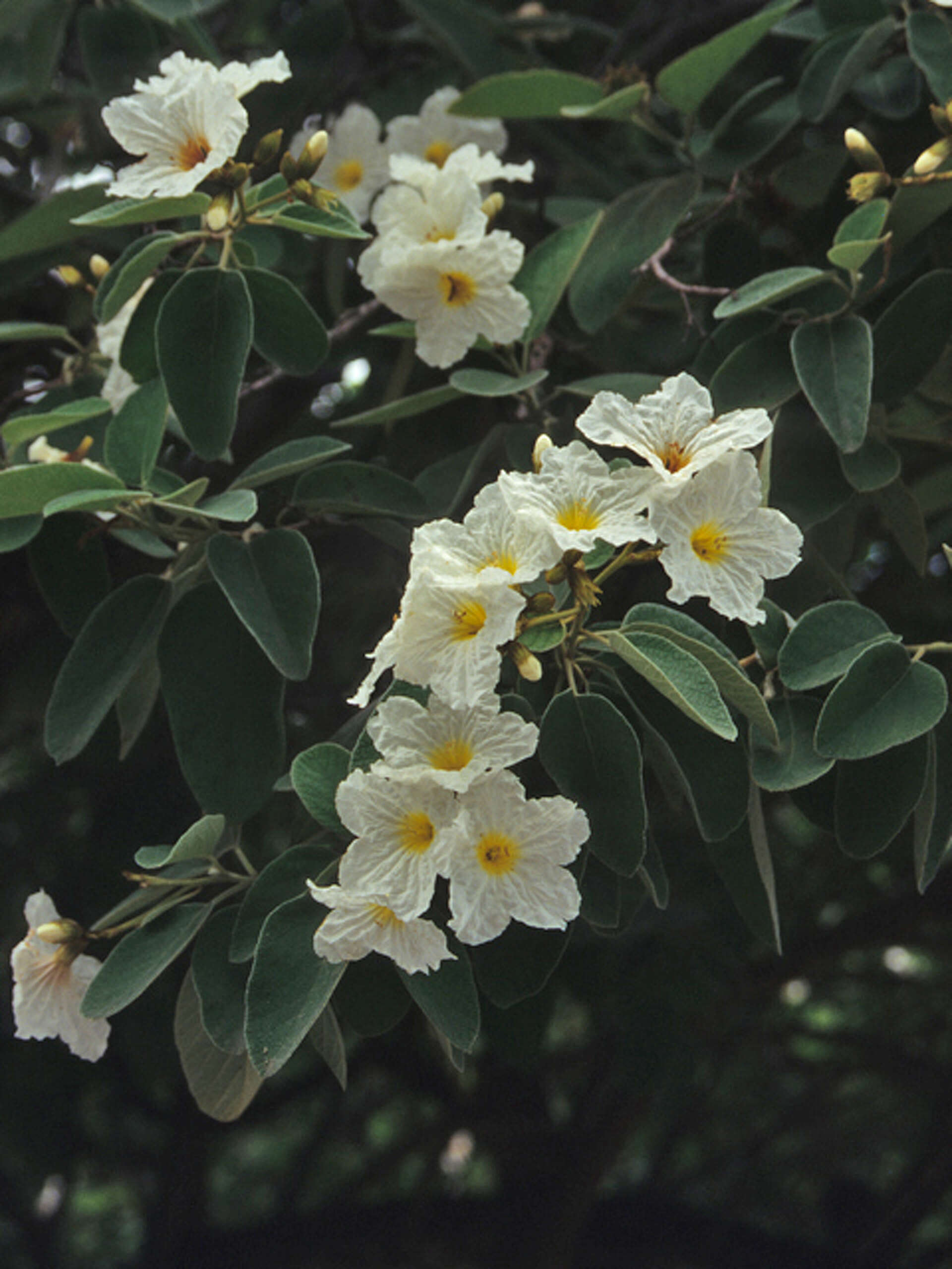 Consider planting a native Texas tree for Houston Arbor Day