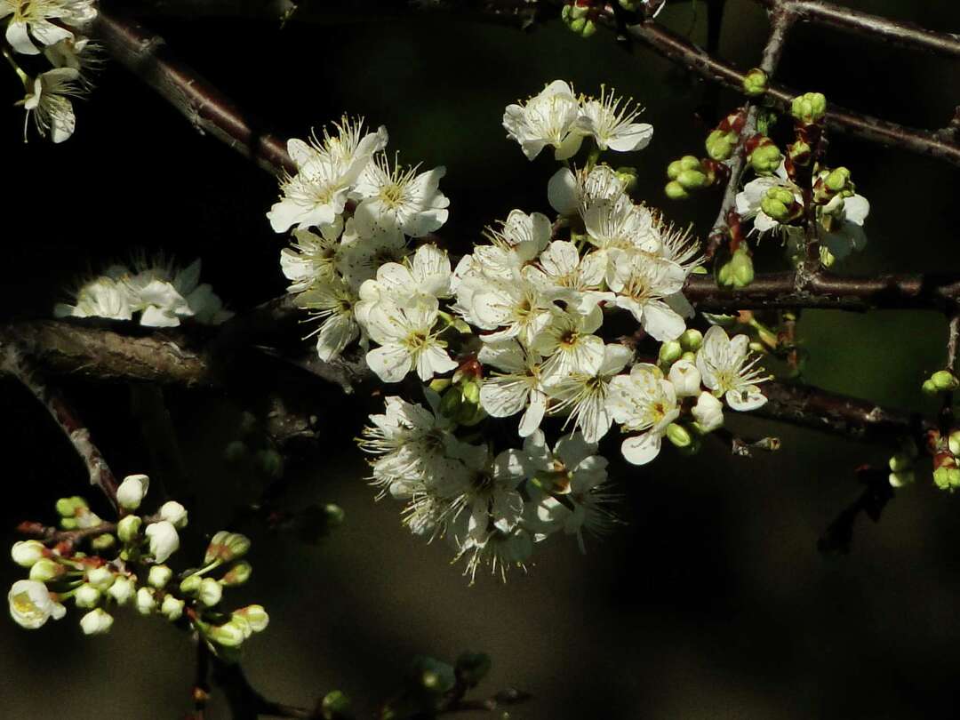 Consider planting a native Texas tree for Houston Arbor Day