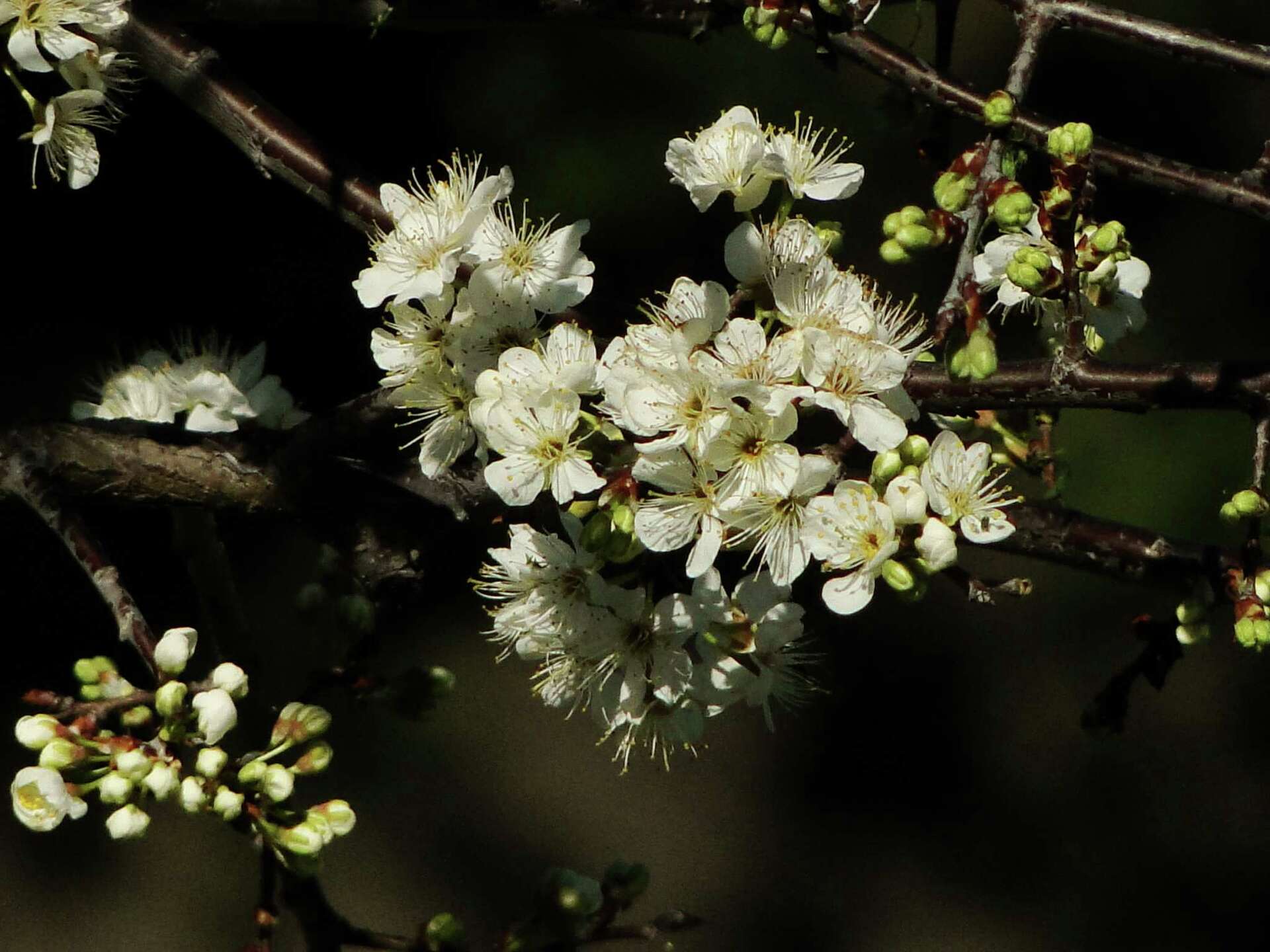 Consider planting a native Texas tree for Houston Arbor Day