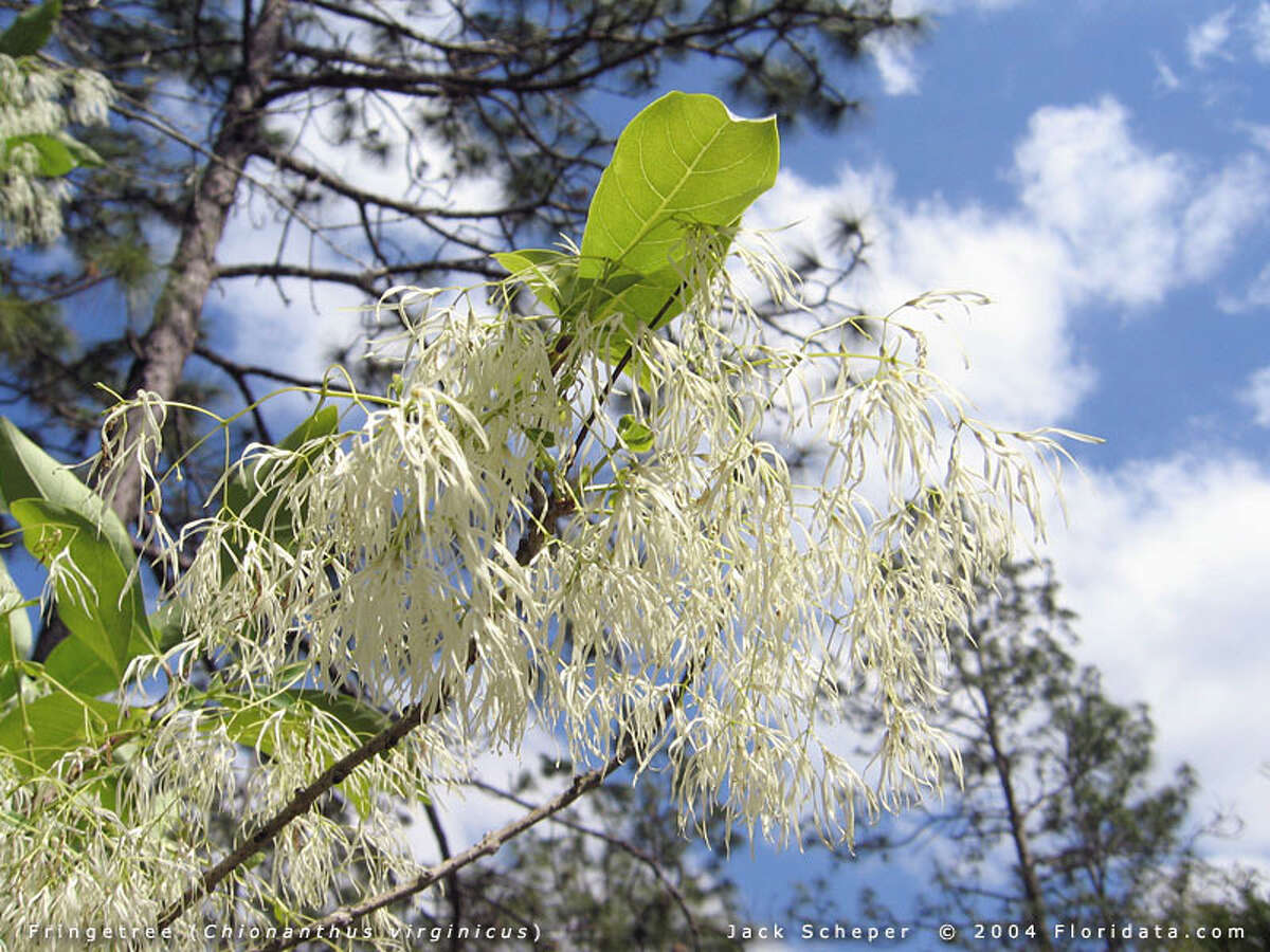 Consider planting a native Texas tree for Houston Arbor Day
