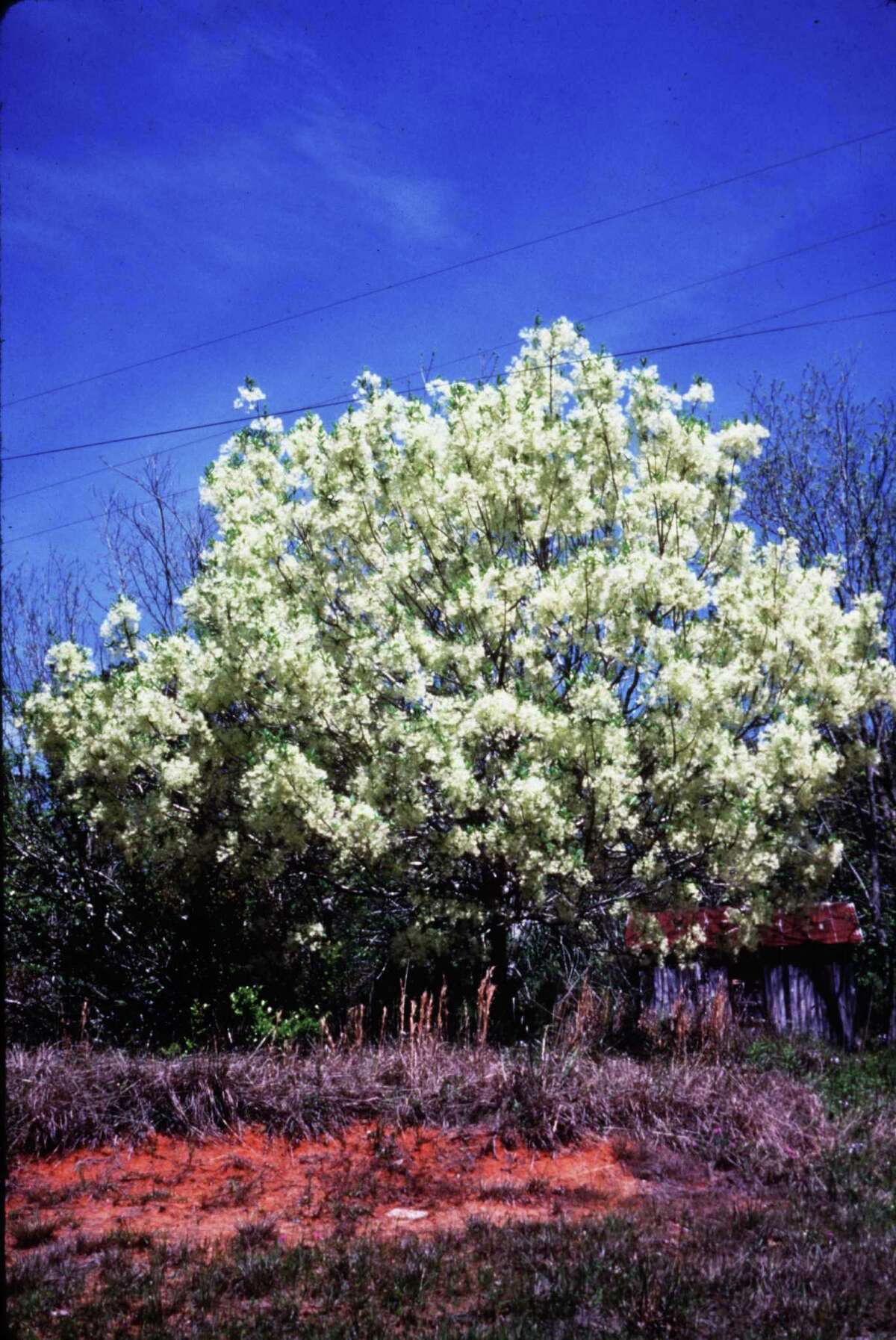 Consider planting a native Texas tree for Houston Arbor Day