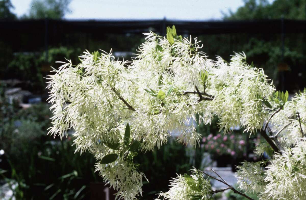 Consider planting a native Texas tree for Houston Arbor Day