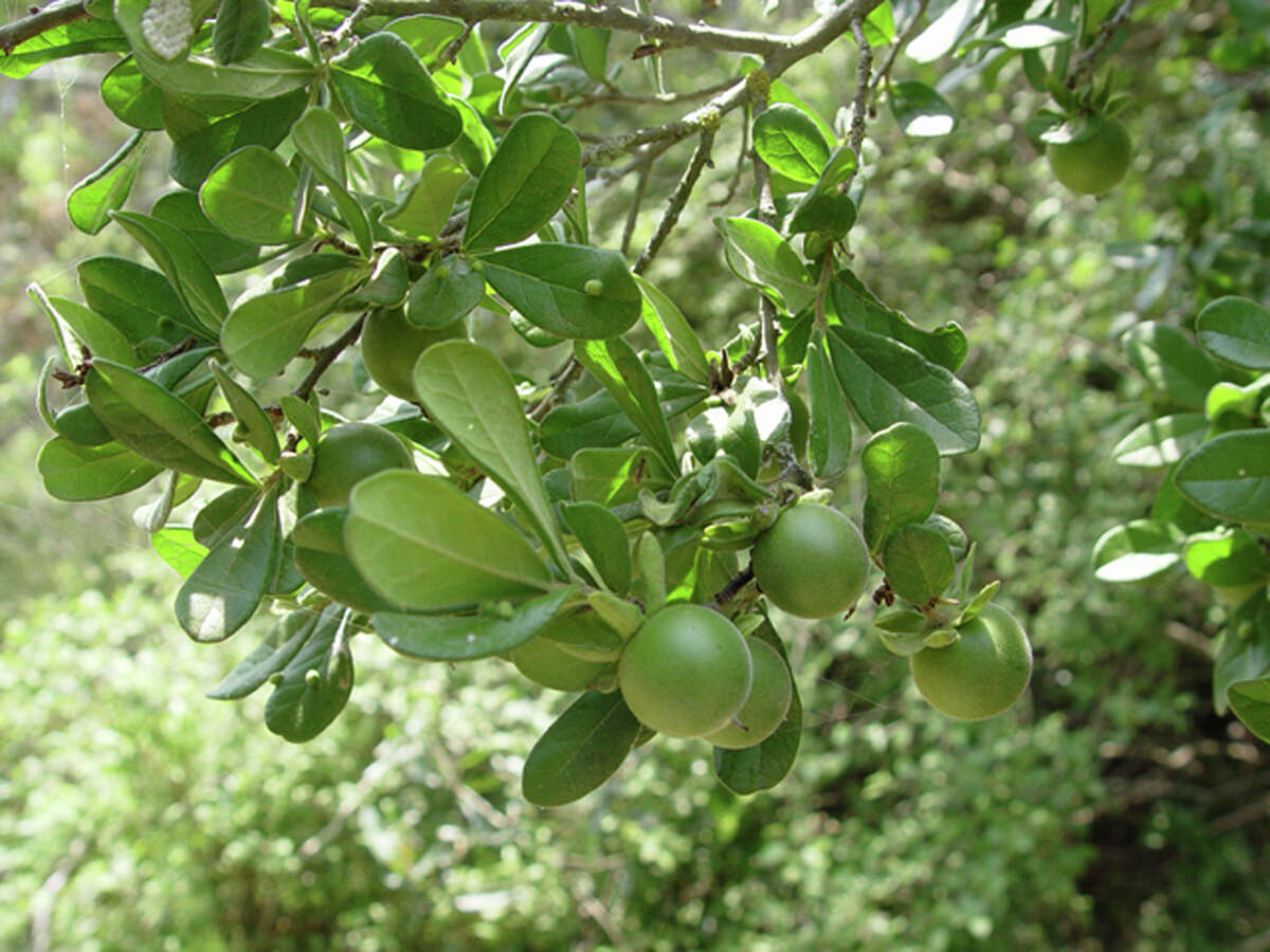 Consider planting a native Texas tree for Houston Arbor Day