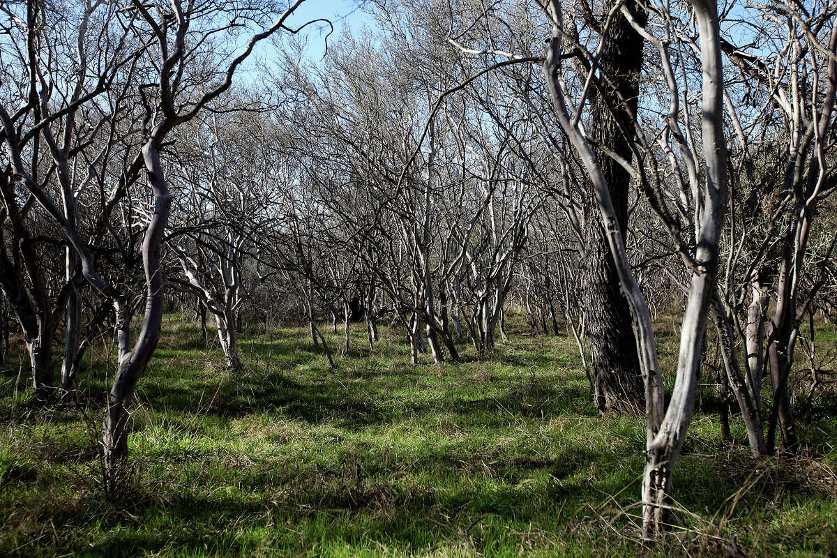 Consider planting a native Texas tree for Houston Arbor Day