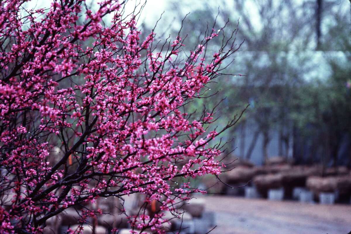 Consider planting a native Texas tree for Houston Arbor Day