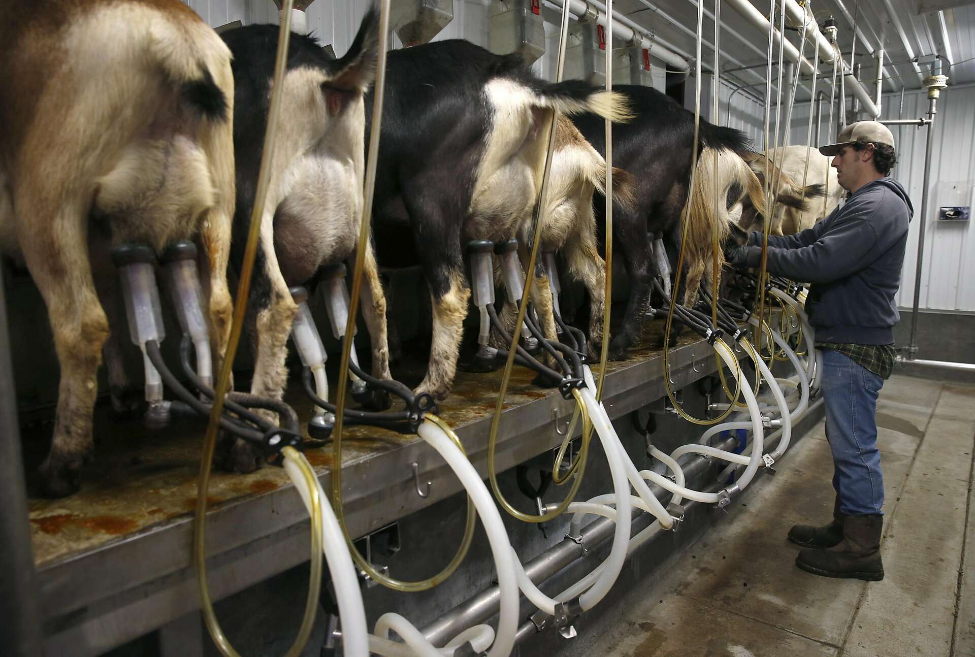 Another California dairy, Meyenberg, bought by Swiss company