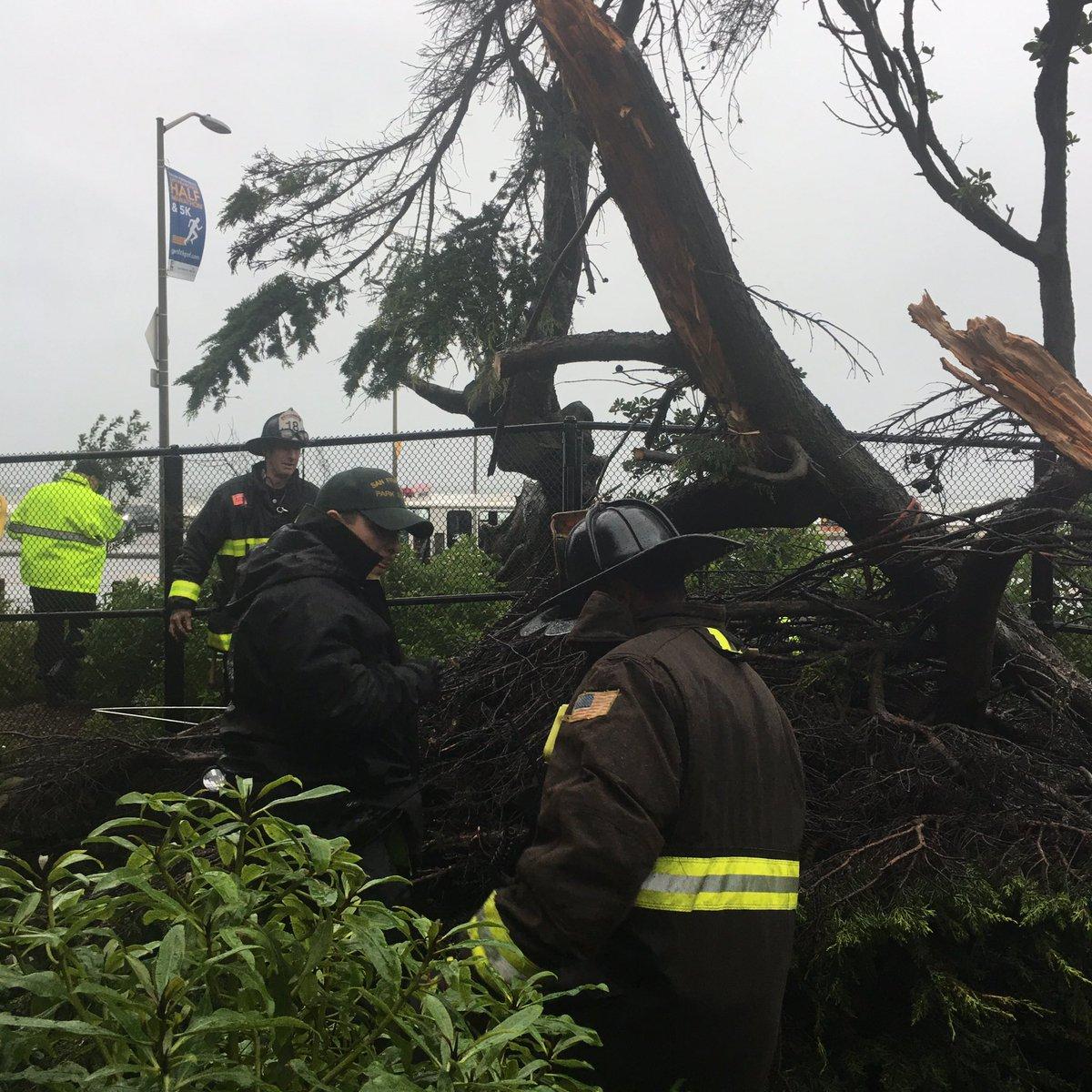 SFFD rescues man trapped under tree in Golden Gate Park