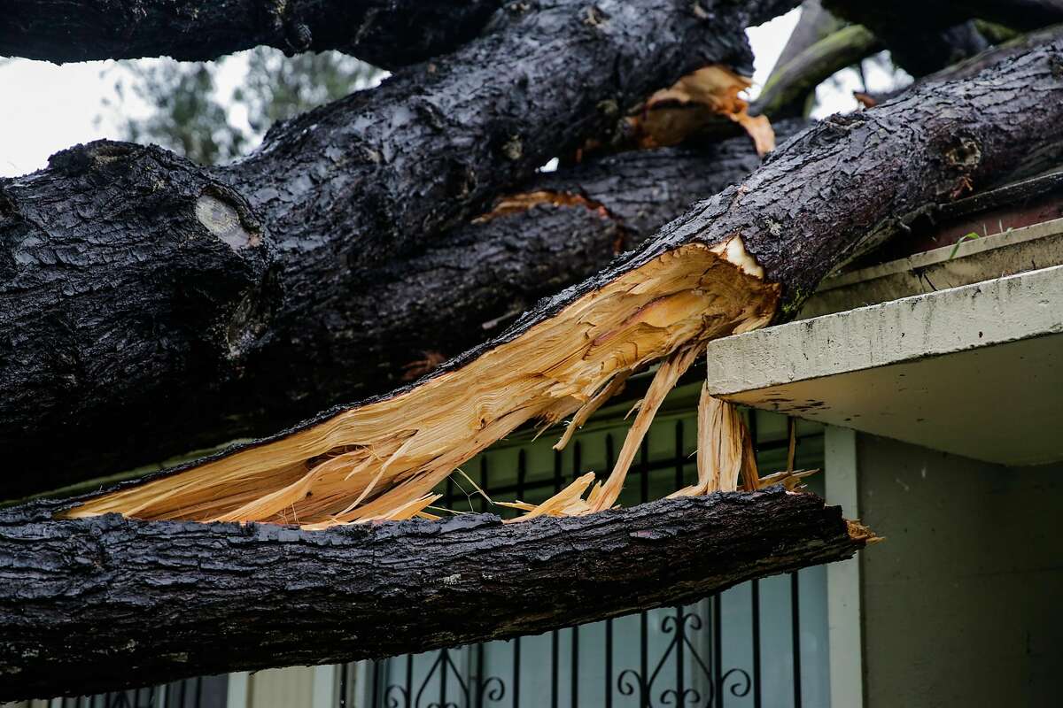Seven forced from homes in SF when tree falls on apartments