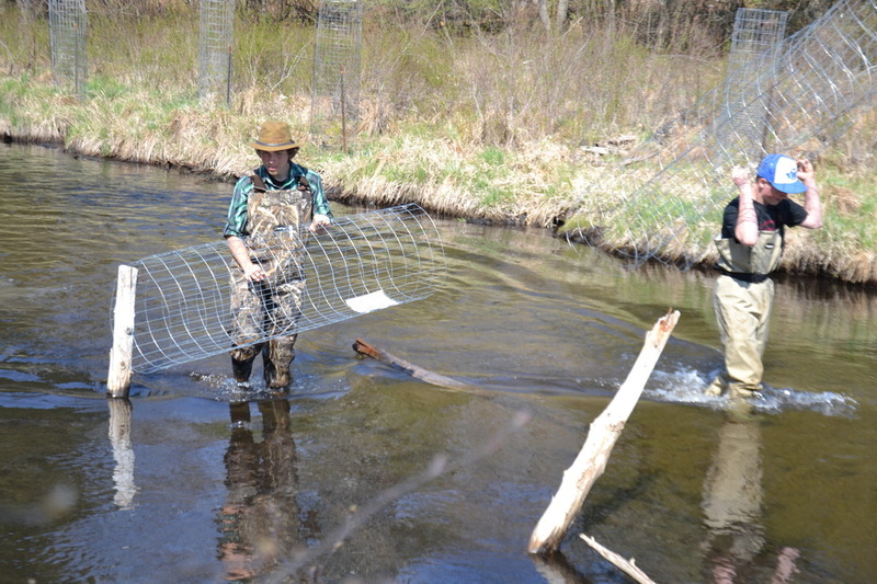 Likely removal of Cedar River dam will help brook trout