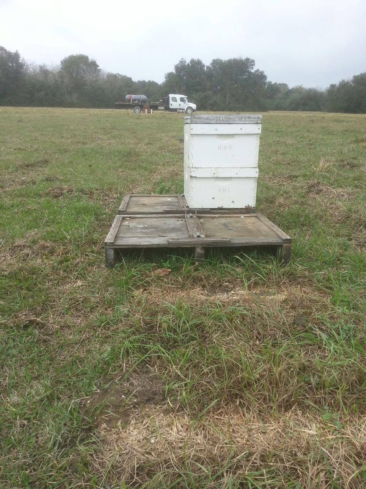 'Bee rustlers' make off with 300 colonies in Brazoria County